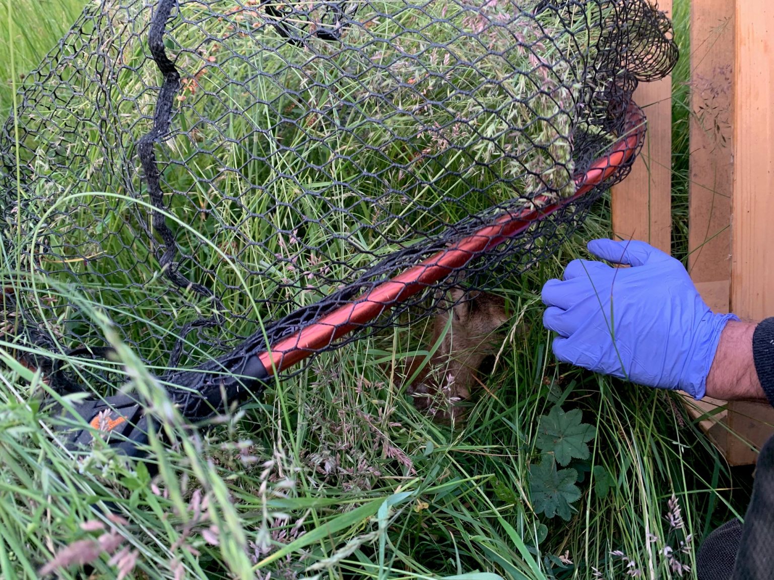 Rehkitzrettung - Schweizer Tierschutz STS