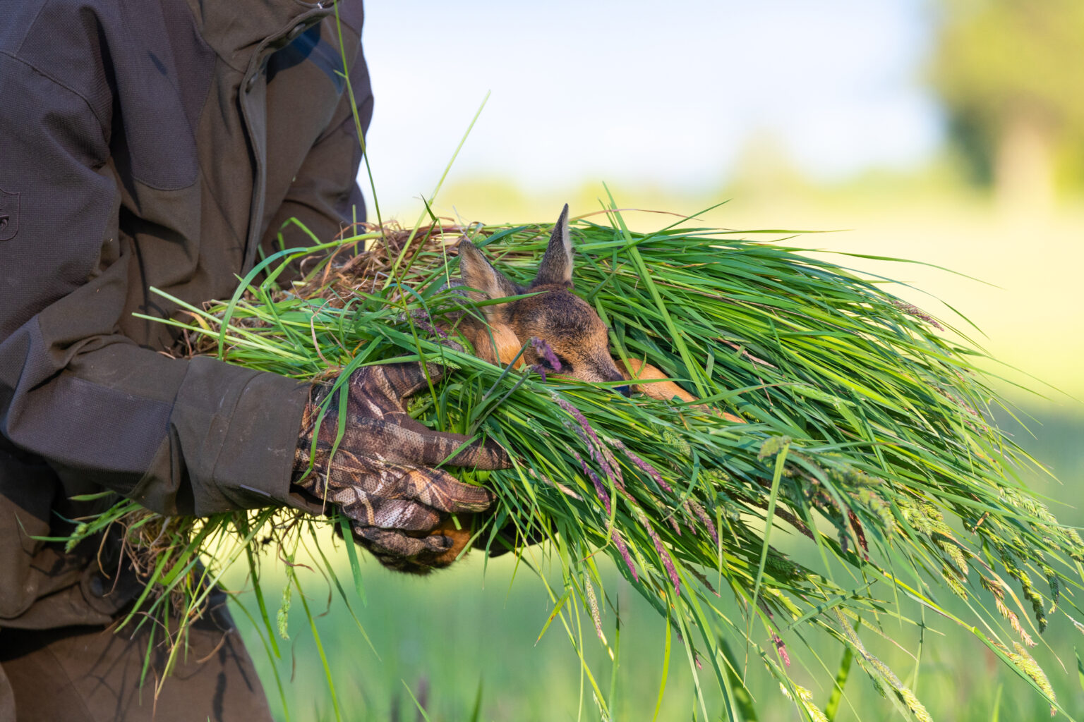 Wildtiere brauchen unsere Hilfe - Schweizer Tierschutz STS